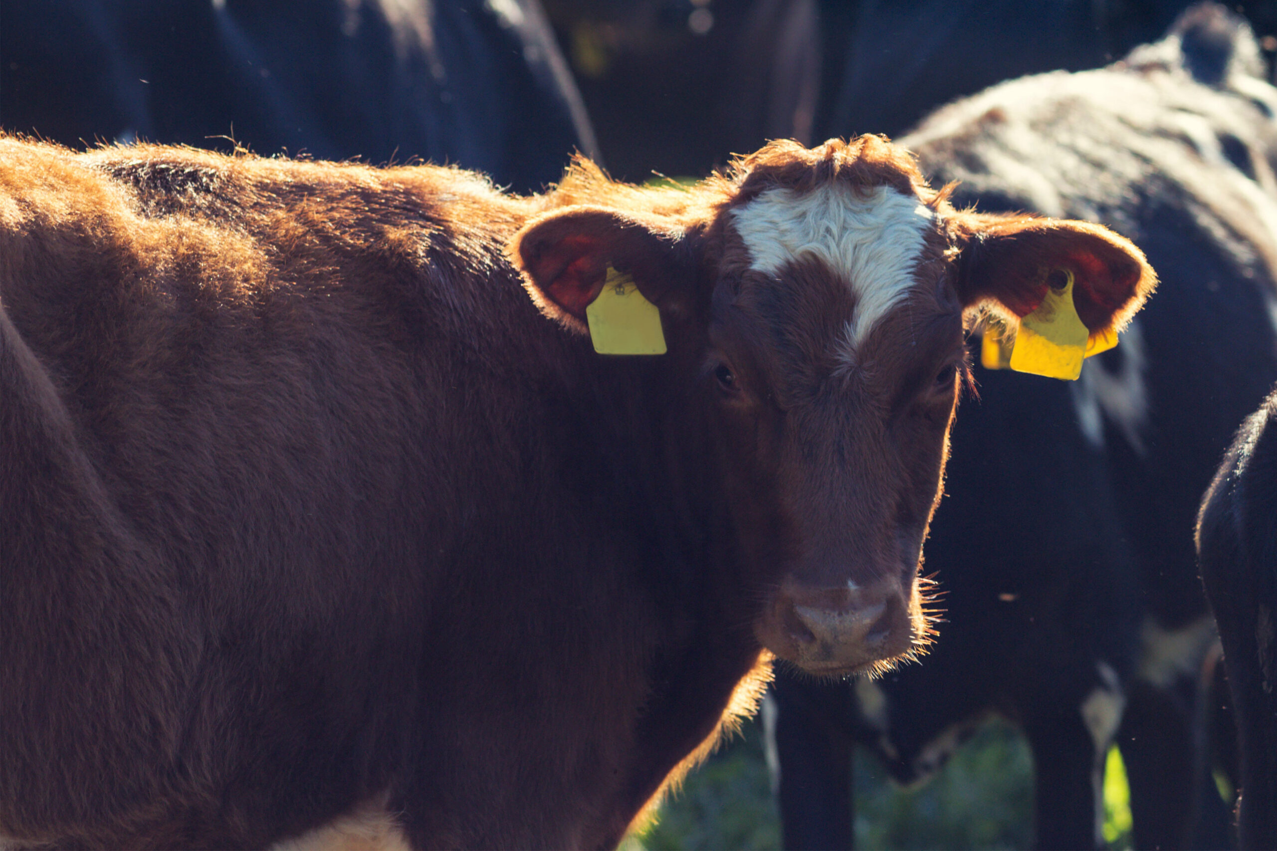 GCAW – Global Coalition for Animal Welfare